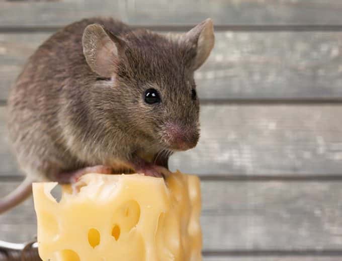 Musofobia: una paura diffusissima. Cos'è e come combatterla