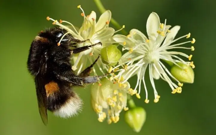 Cos’è il bombo? Alla scoperta del mondo degli insetti